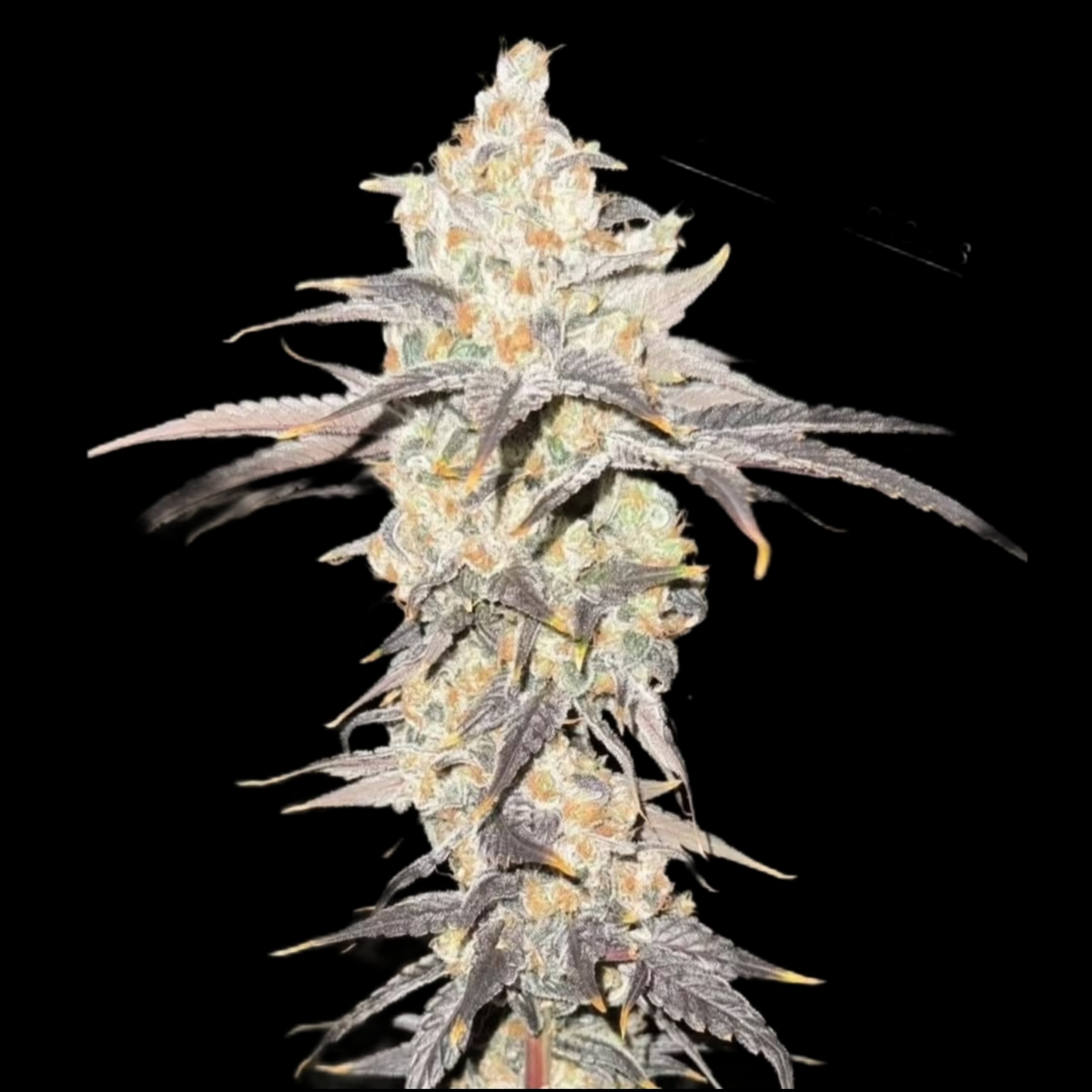 TARANTULA – INCA GENETICS